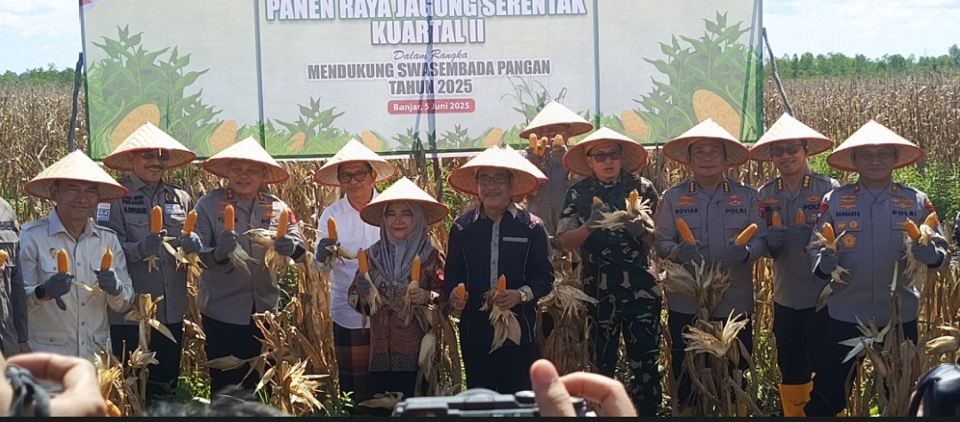 Polda Kalsel Ukir Sejarah: Panen 41,9 Ton Jagung di Lahan Rawa, Cetak ...